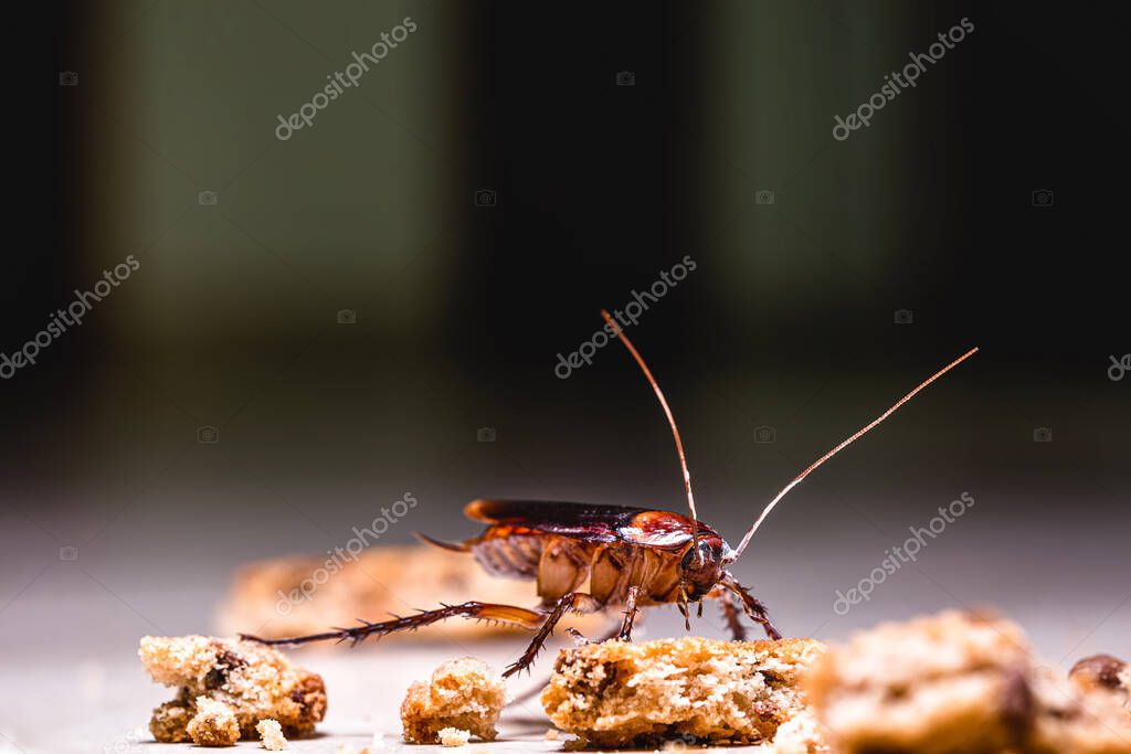 Cucaracha americana caminando por la casa por la noche, comiendo trozos ...
