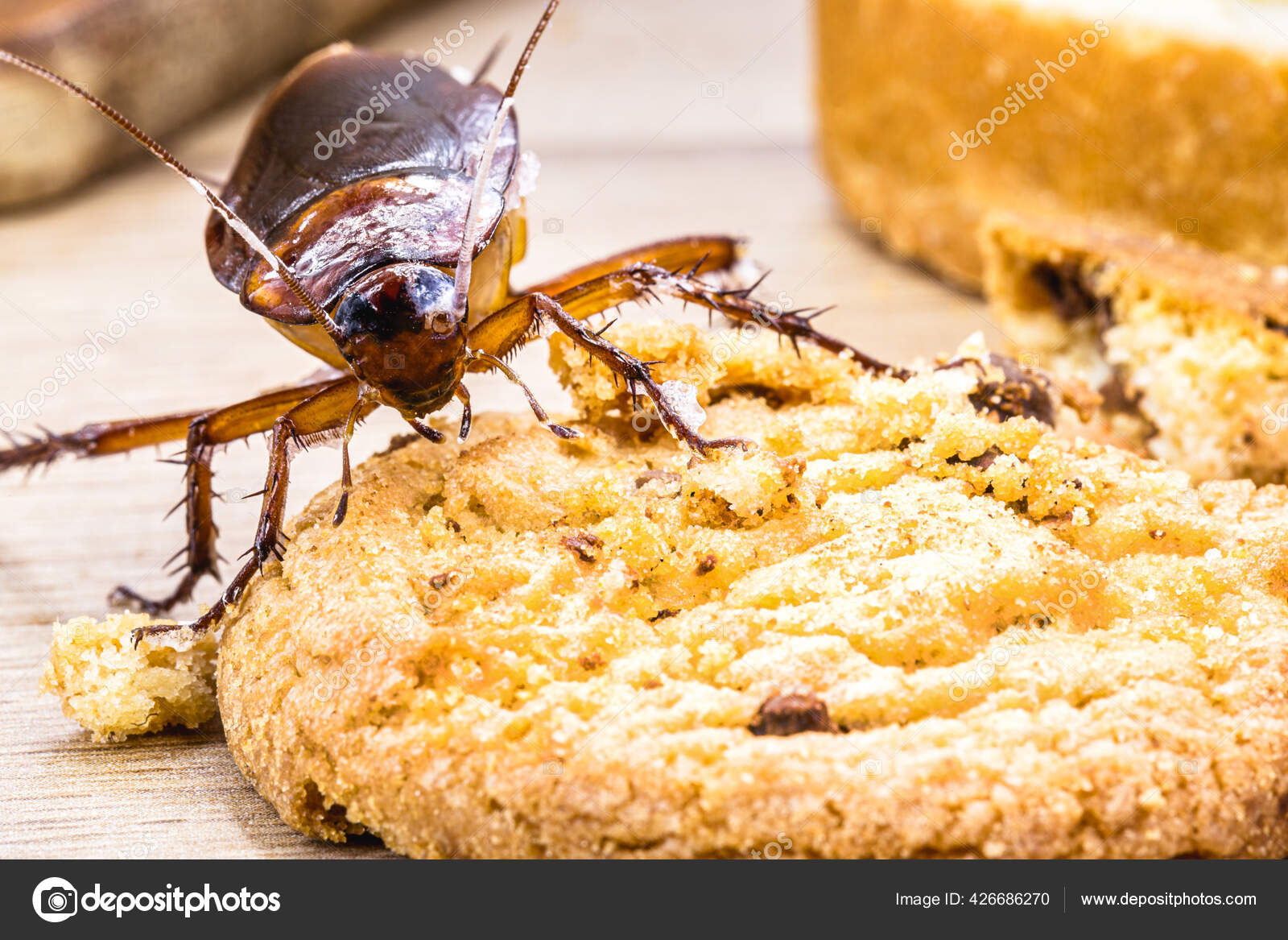 Fried Cockroach Recipe