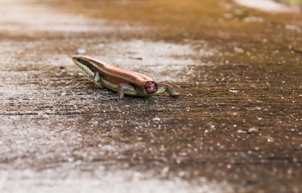 Torn lizard Stock Photos, Royalty Free Torn lizard Images | Depositphotos®