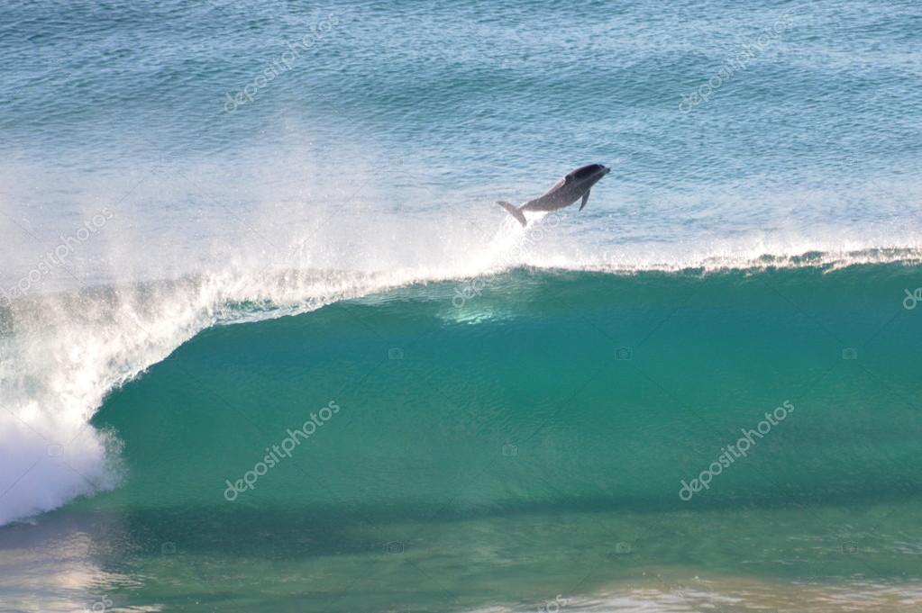 Dolphin Jumping High Out Wave — Stock Photo © H.Etheteridge #78328928