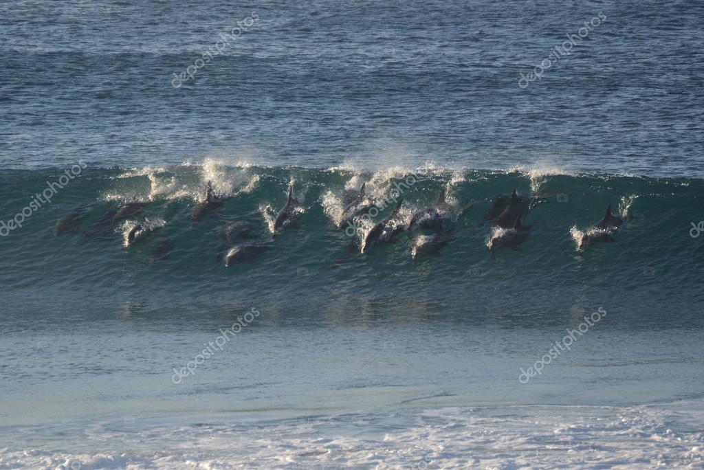 Dolphins Surfing Wave Stock Photo by ©H.Etheteridge 78462196