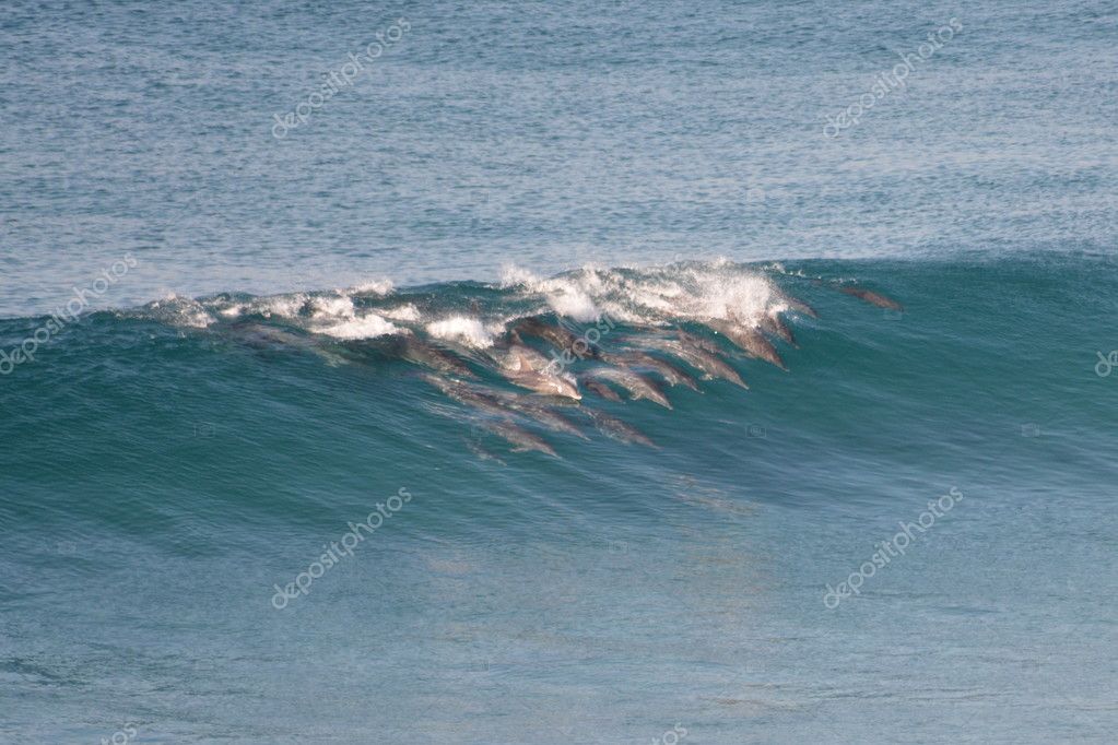 Dolphins Surfing Wave Air Bubb — Stock Photo © H.Etheteridge #78463166