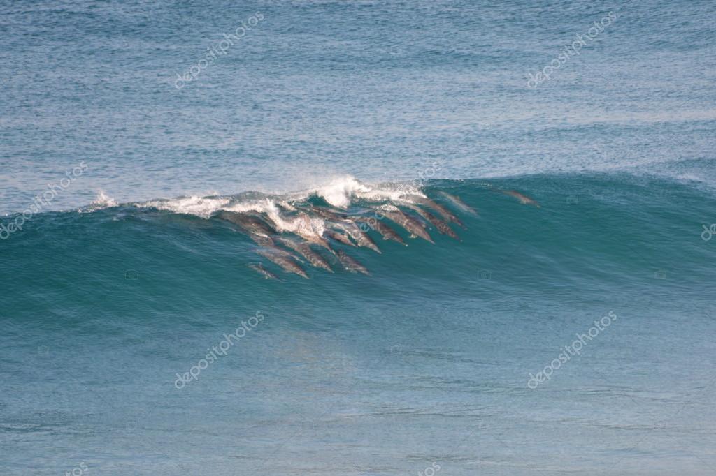 Dolphins Surfing Wave — Stock Photo © H.Etheteridge #78463426