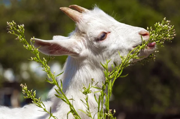 Goat eating plant Stock Photos, Royalty Free Goat eating plant Images ...
