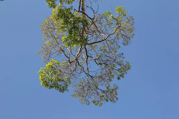 Tree top down Stock Photos, Royalty Free Tree top down Images ...