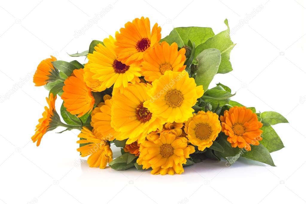 Marigold, calendula officinalis on a white background Stock Photo by ...