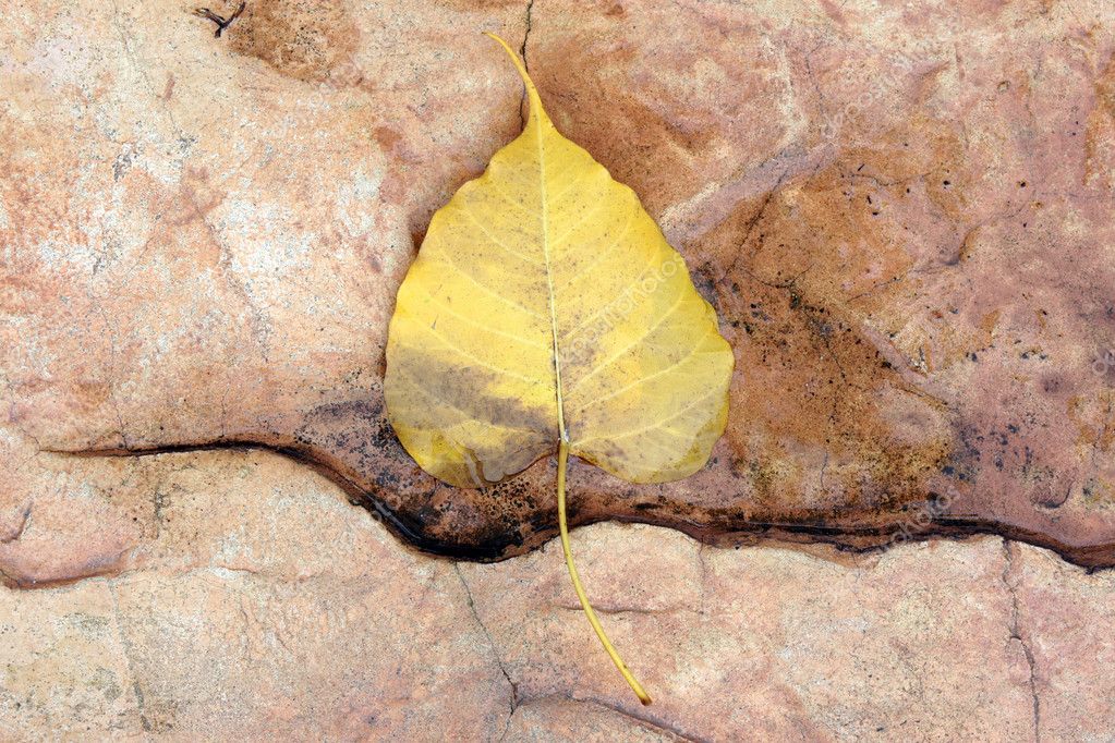 Leaf fall on granite stone ground texture background Stock Photo by ...