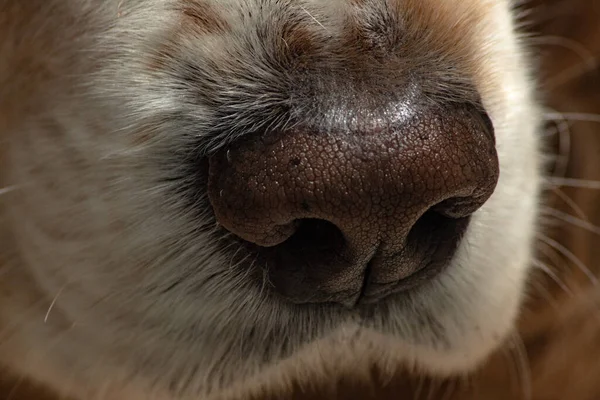Primeros planos de nariz de perro Stock Photos, Royalty Free Primeros ...