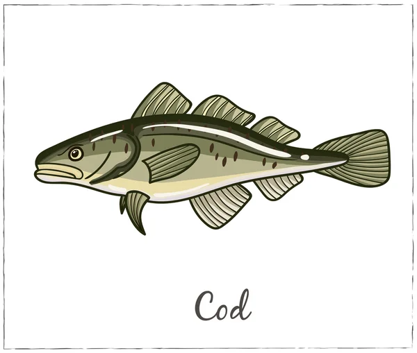 Cod Fish Drawing
