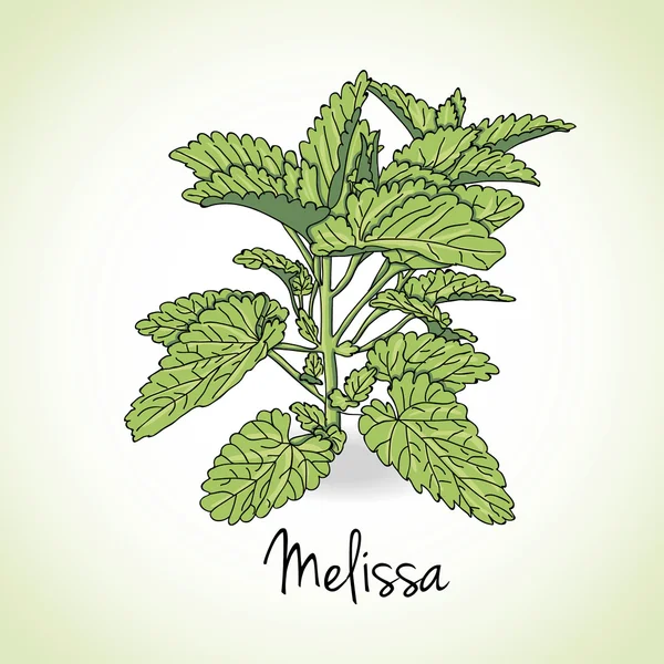 Melisa rysunek grafika wektorowa | Depositphotos®