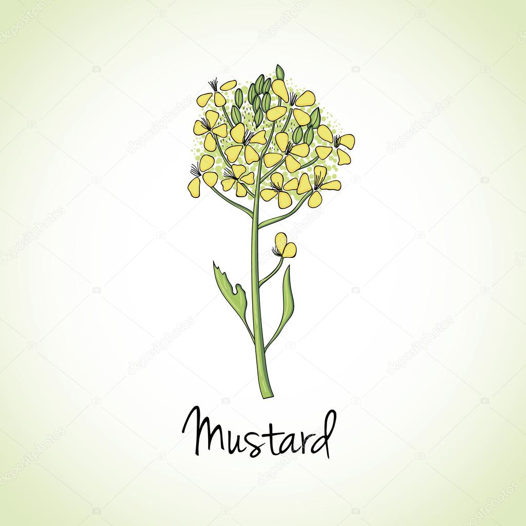 Mustard Herb Plant