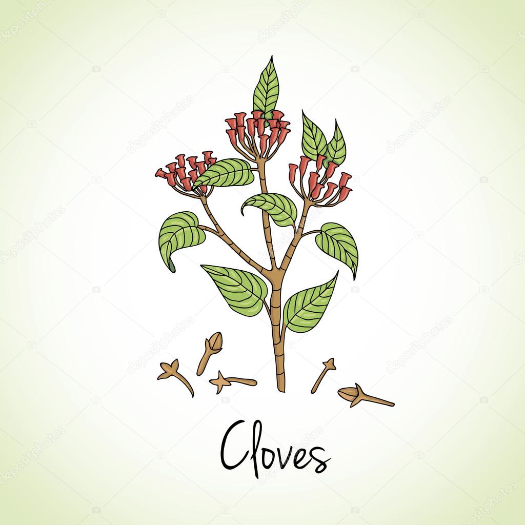 Clove Plant Drawing
