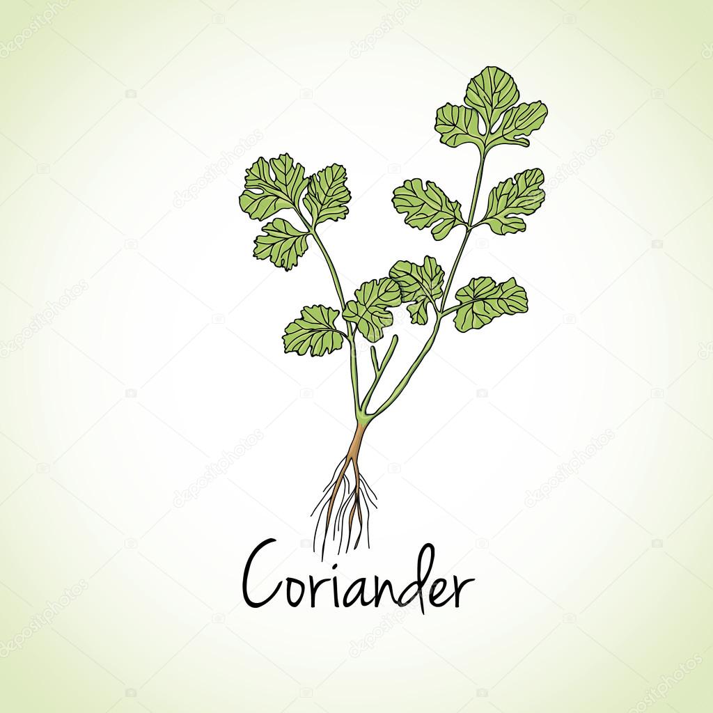 Coriander Herbs and Spices. Stock Vector by ©Fafarumba 83354250