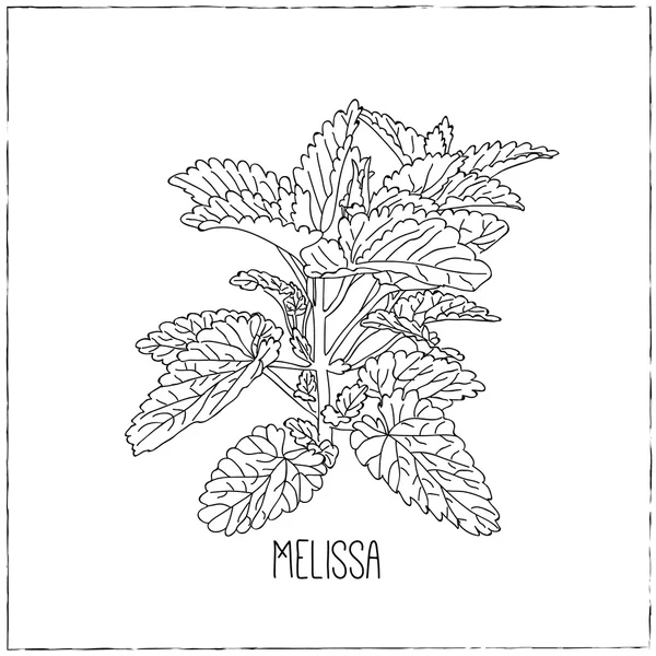 Melissa Stock Vectors, Royalty Free Melissa Illustrations | Depositphotos®