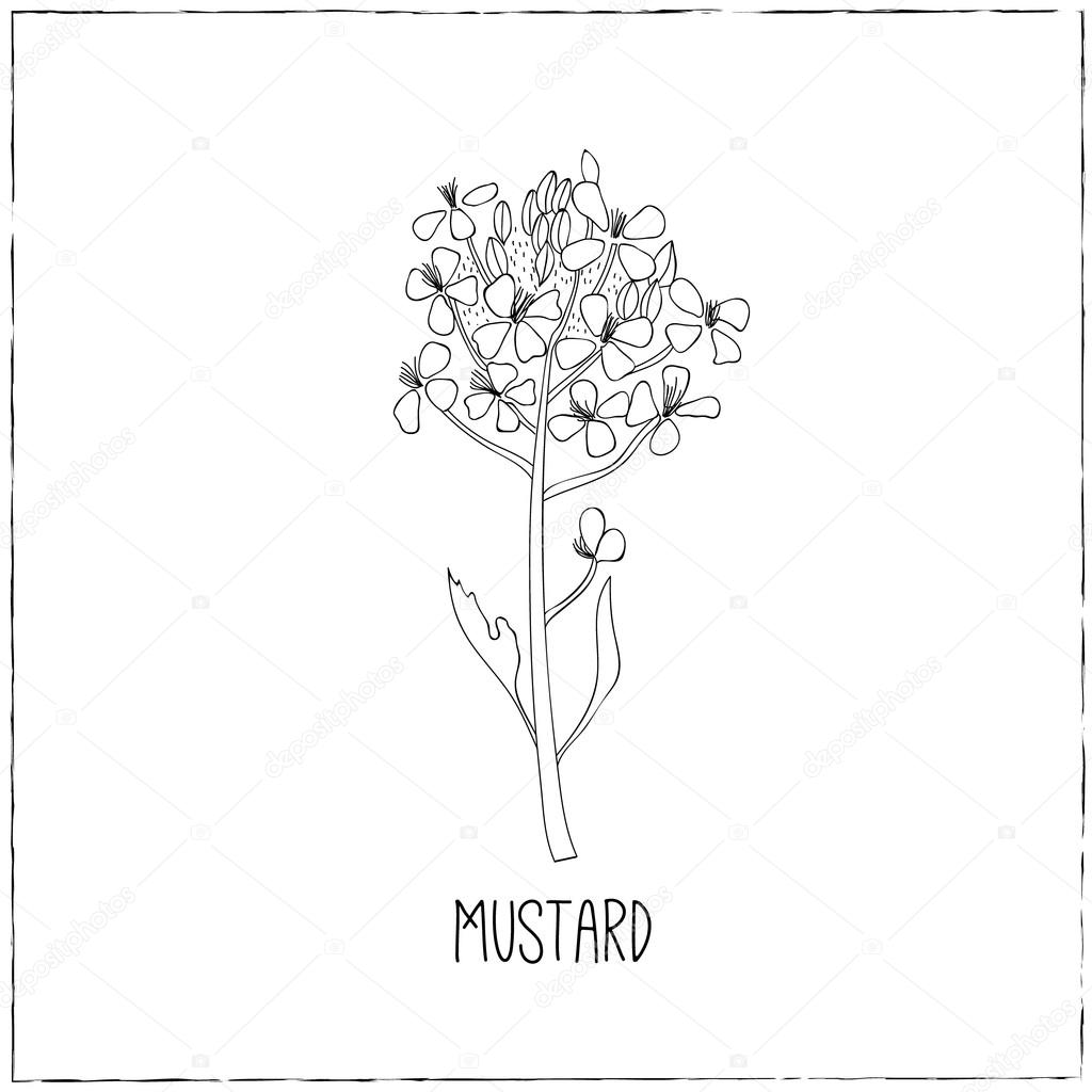 Mustard Flower Drawing