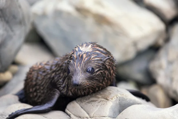 Baby harp seal pup — Stock Photo © zanskar #42736569
