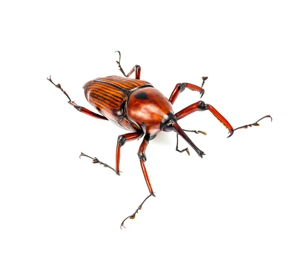 Myledaphus Stock Photos, Royalty Free Myledaphus Images | Depositphotos