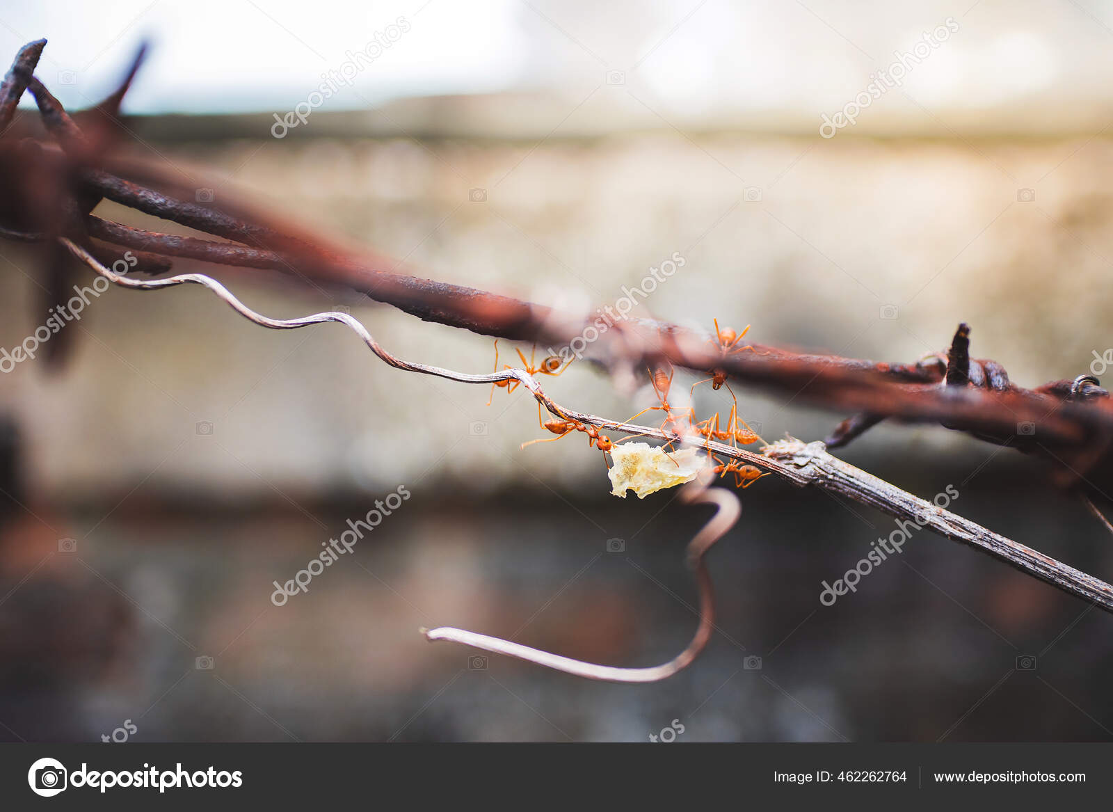 Red Ant Teamwork Help Together Move Food Rusted Barbed Wire Stock Photo ...