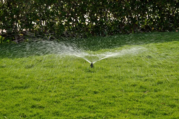 Sprayed water drops on a poured lawn - Stock Image - Everypixel