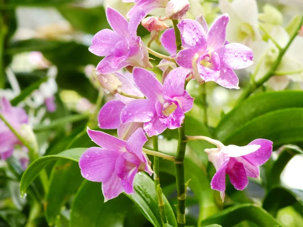 Dendrobium berry oda Stock Photos, Royalty Free Dendrobium berry oda ...