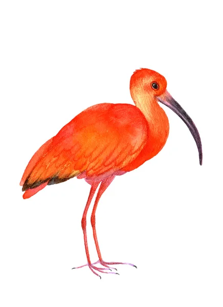 100,000 Scarlet ibis Vector Images | Depositphotos
