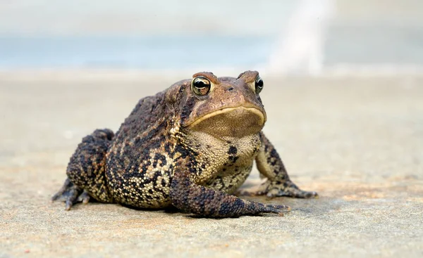 Poop toad Stock Photos, Royalty Free Poop toad Images | Depositphotos