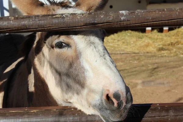donkey face close up - Stock Image - Everypixel