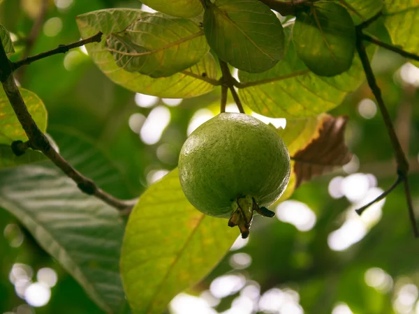 Guava fruit on the tree - Stock Image - Everypixel