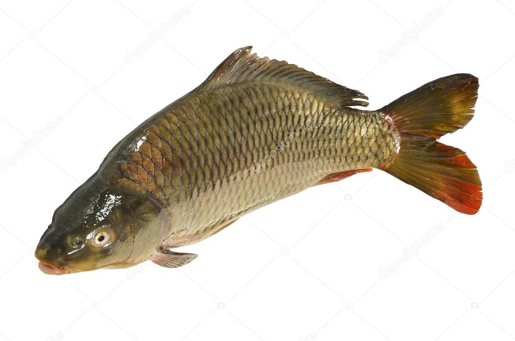 Cyprinus carpio Fish Carp — Stock Photo © antoniotruzzi #89633588