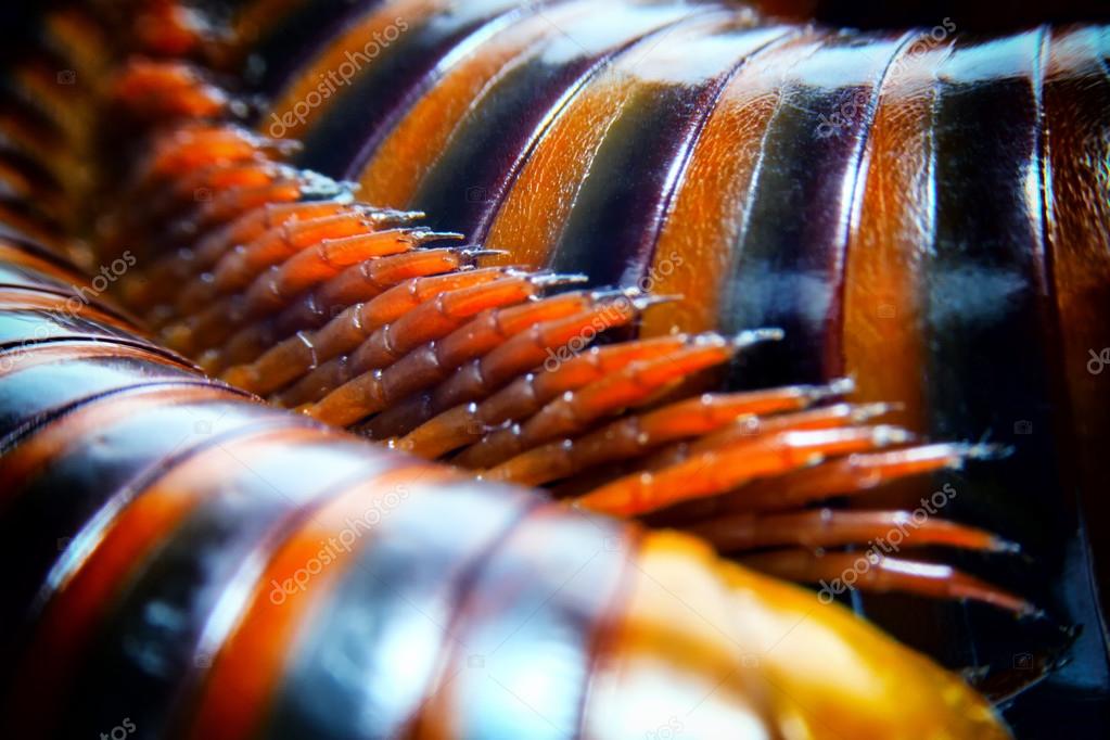 Close up of the millipede legs., shallow depth of field and selective ...