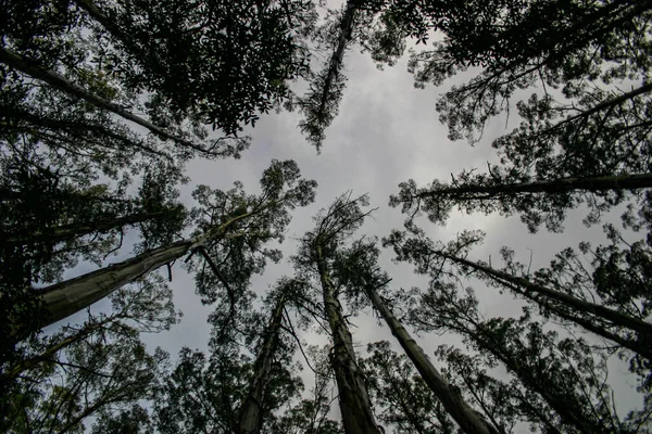Forest looking up Stock Photos, Royalty Free Forest looking up Images ...