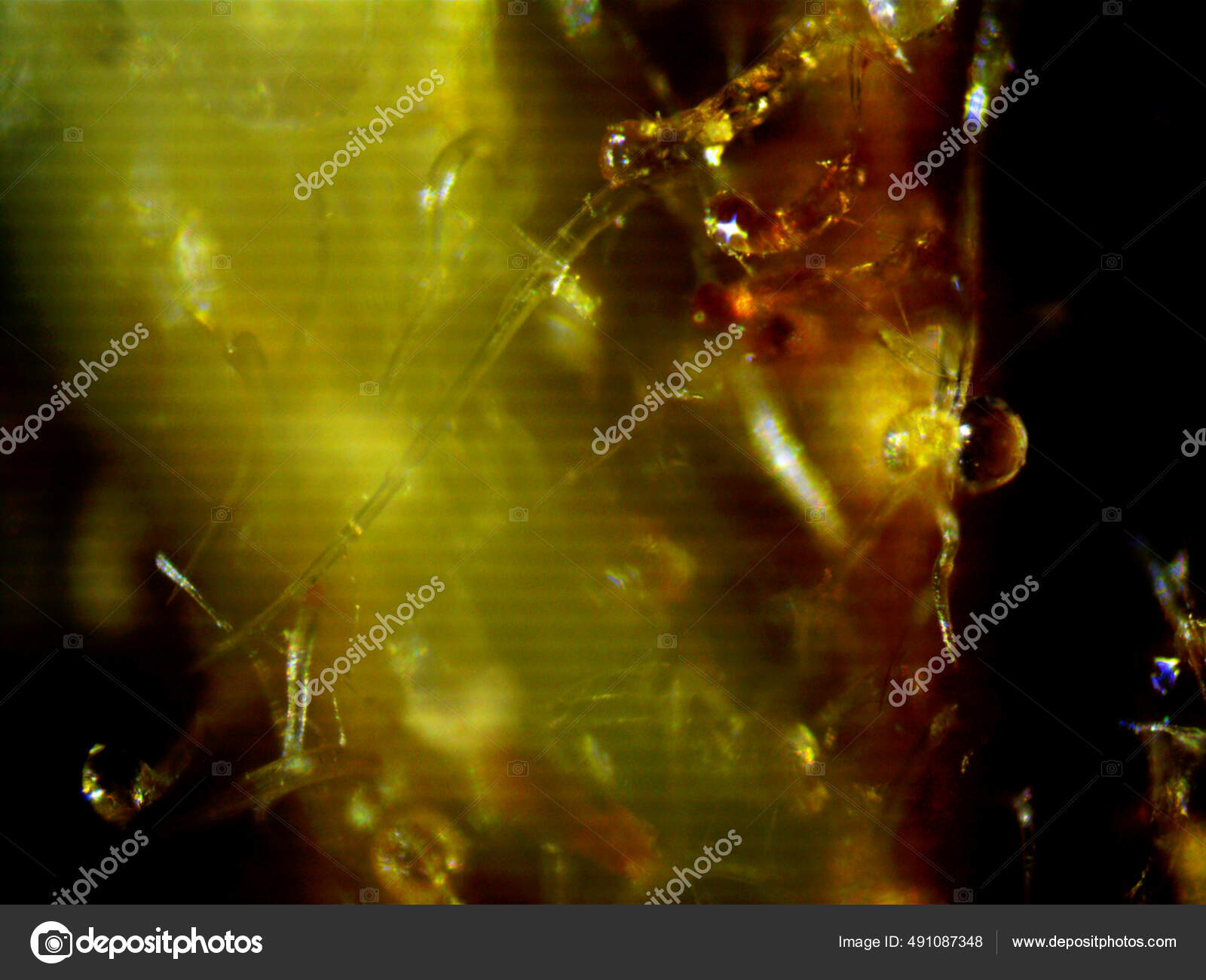 Foto Microscópica Cannabis Limón Mautofloreciente Haze Limón Morado ...