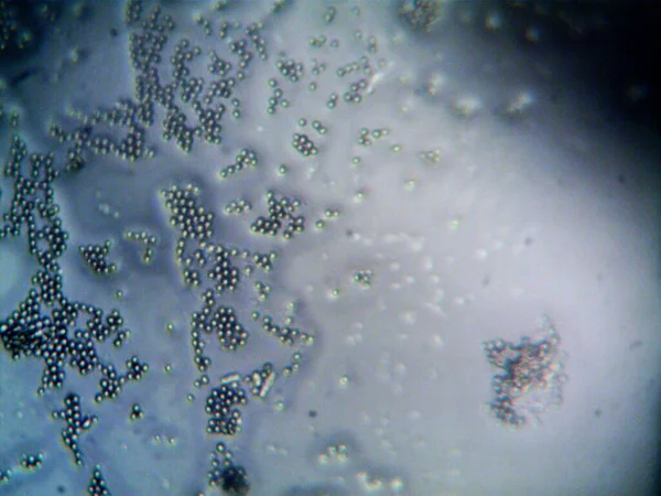 Mushroom Cell Under Microscope