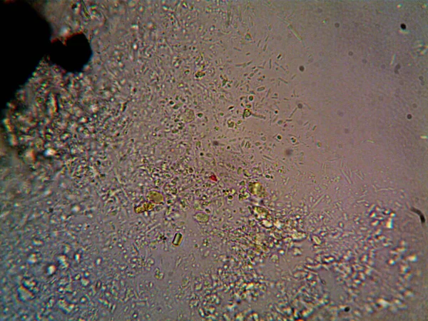 Examen microscopique Stock Photos, Royalty Free Examen microscopique ...