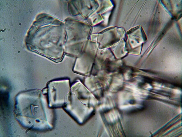 Microbiology crystals Stock Photos, Royalty Free Microbiology crystals ...