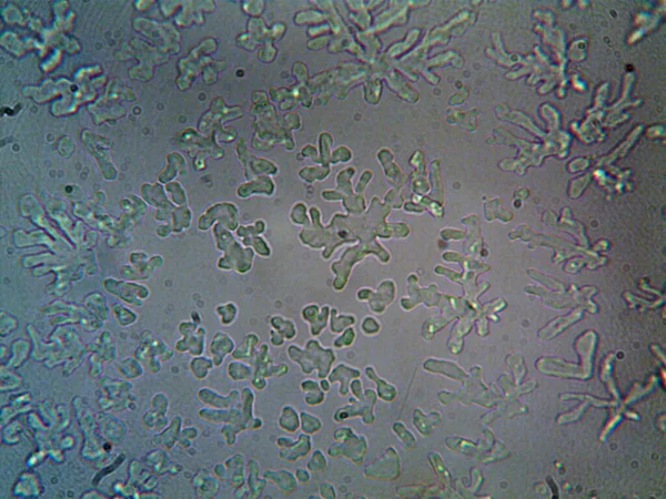 Micro crystal Images - Search Images on Everypixel