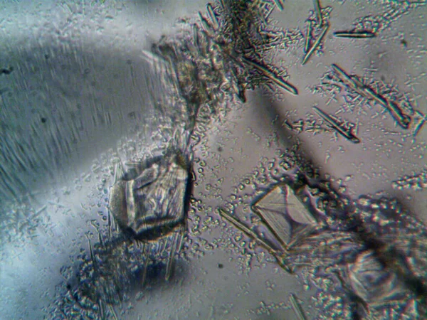 Imágenes de Vista microscopia, fotos de Vista microscopia sin royalties ...