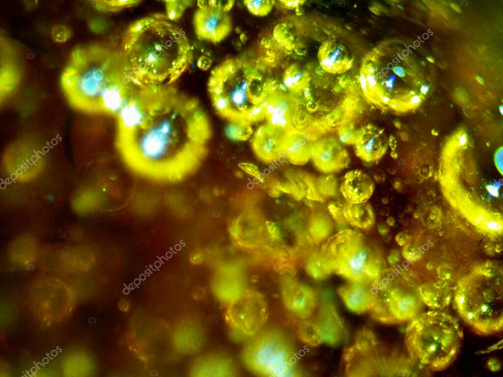 Foto de BHO, aceite de hachís buthan hecho a sí mismo. Foto por ...