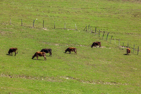 Asturian mountain cattle Stock Photos, Royalty Free Asturian mountain ...