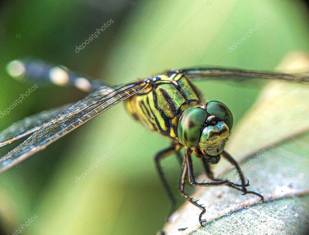 Fotos macro, hermosa escena de la naturaleza libélula. Mostrando ...