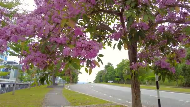 Malaysian Flowering Trees | Best Flower Site