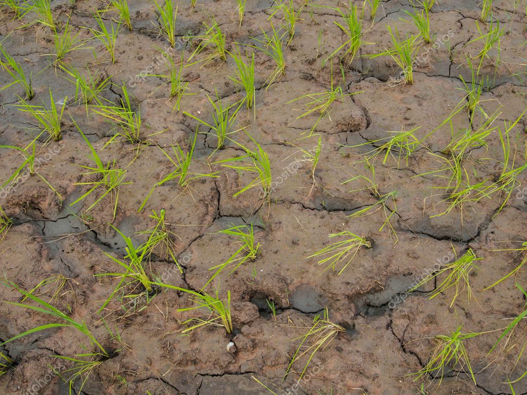 Planta de arroz y grieta del suelo, 2024