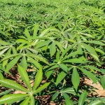 Cassava tree Stock Photo by ©somsak 44334849