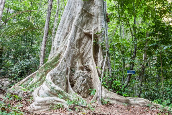 Giant tree in the tropical rainforest - Stock Image - Everypixel