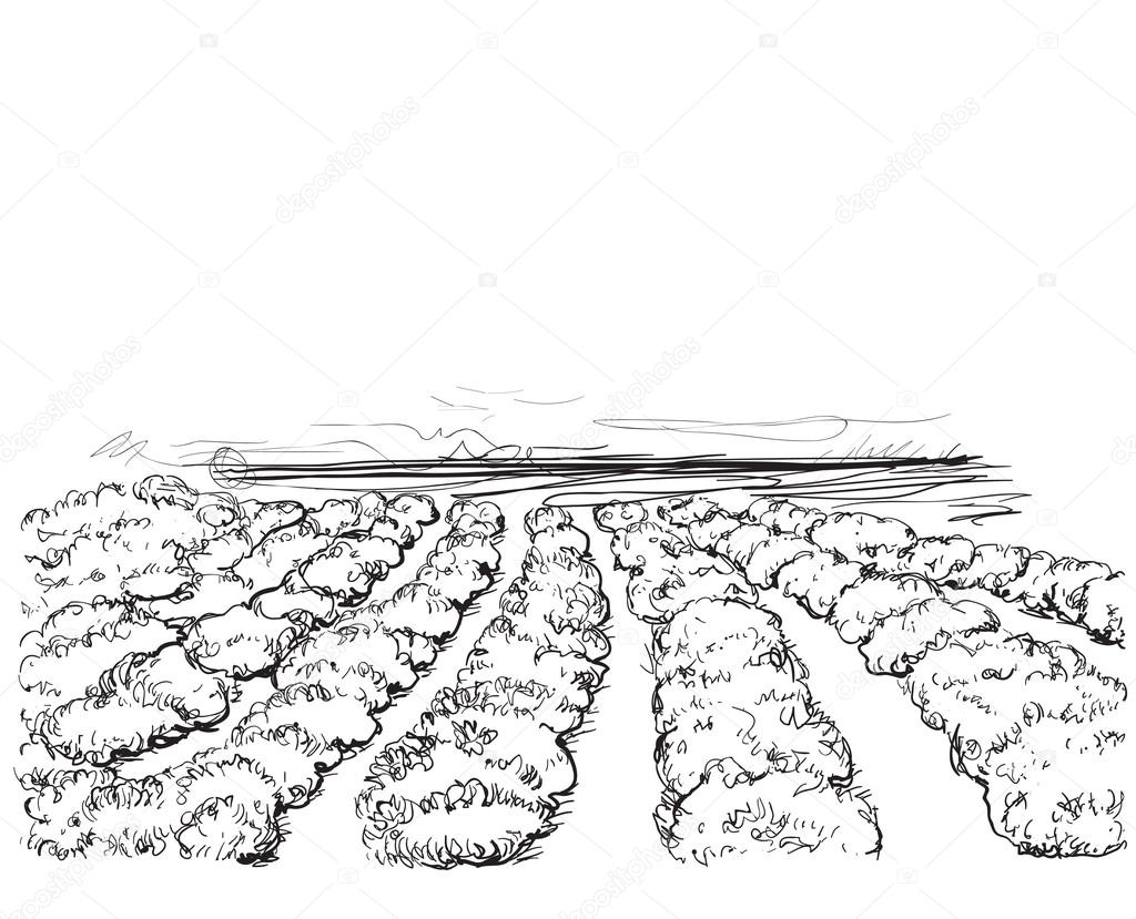 Hand drawn doodle landscape. Fields Stock Vector Image by ©Yuliia25 ...