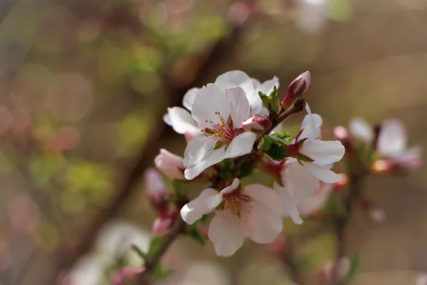 Spring cherry flowers after rain - Stock Image - Everypixel