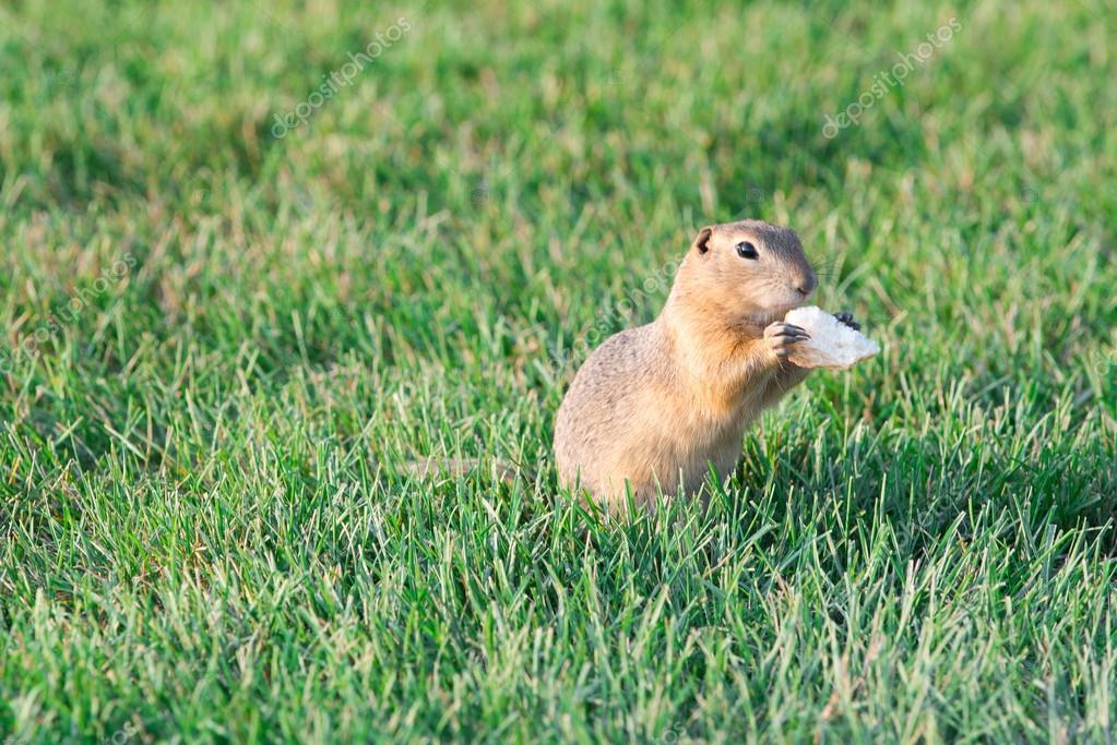 Wild gopher in his home — Stock Photo © pftrip #89276940