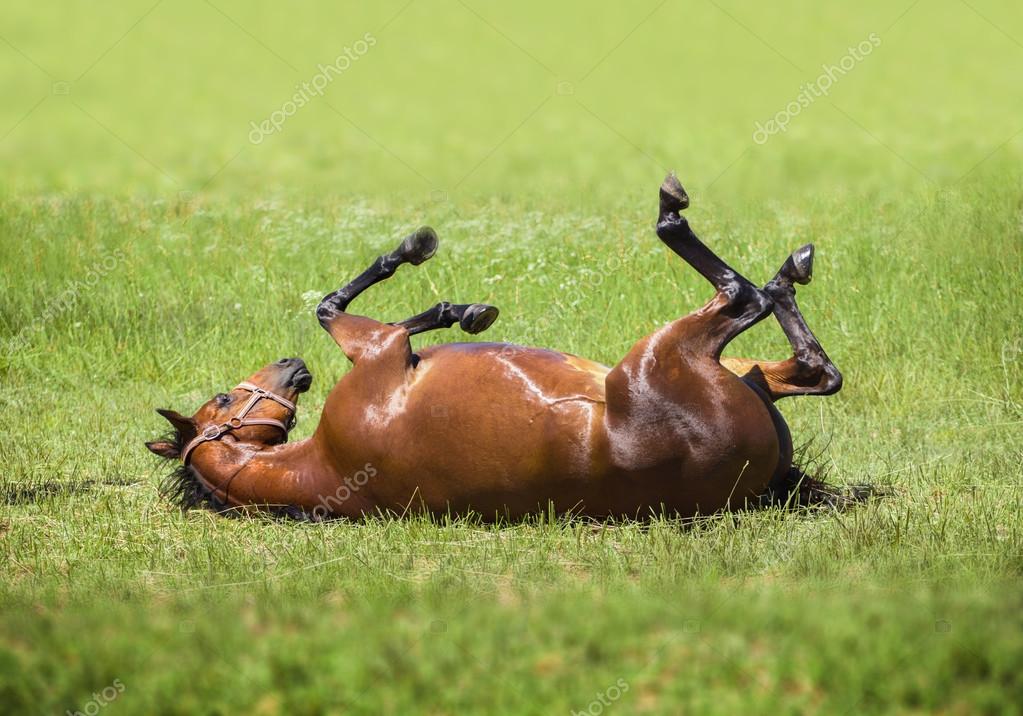 Brown horse lying on his back in the green grass Stock Photo by ©Ashva ...