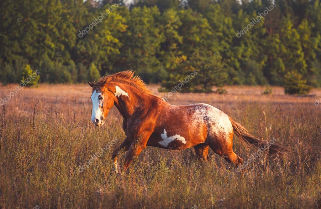 Red Pinto Horse