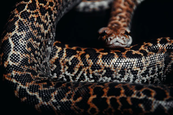 Python noir images libres de droit, photos de Python noir | Depositphotos